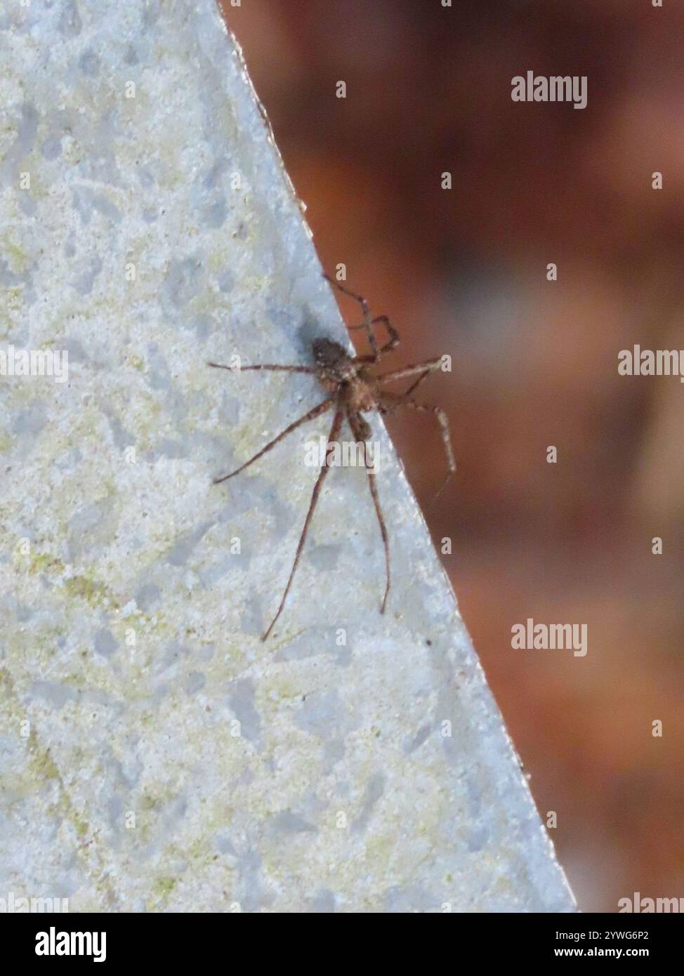 Running Crab Spiders (Philodromidae Stock Photo - Alamy