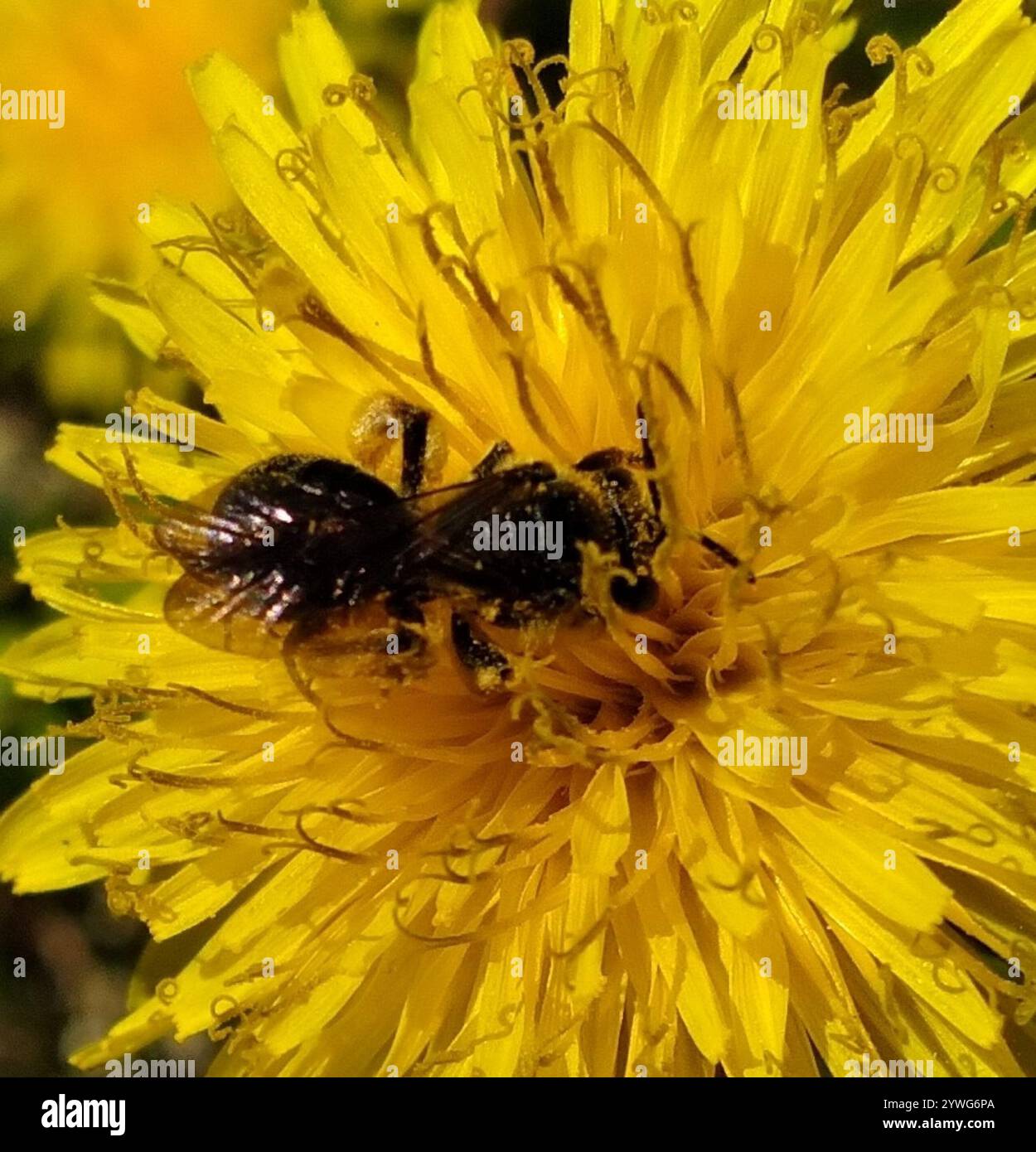 Mining Bees (Andrena Stock Photo - Alamy