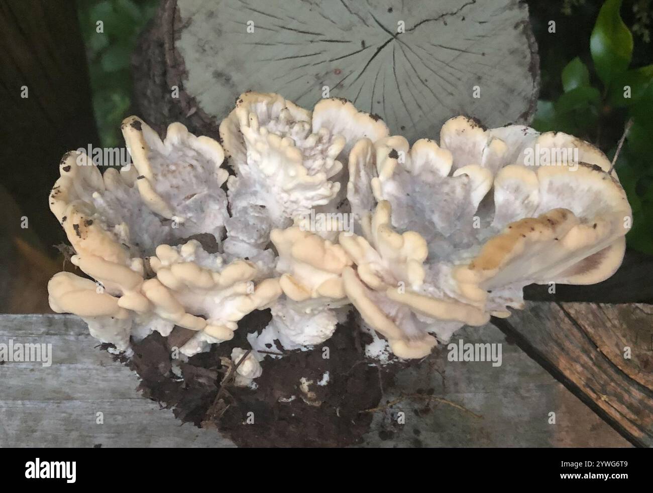 Black-staining Polypore (Meripilus sumstinei Stock Photo - Alamy