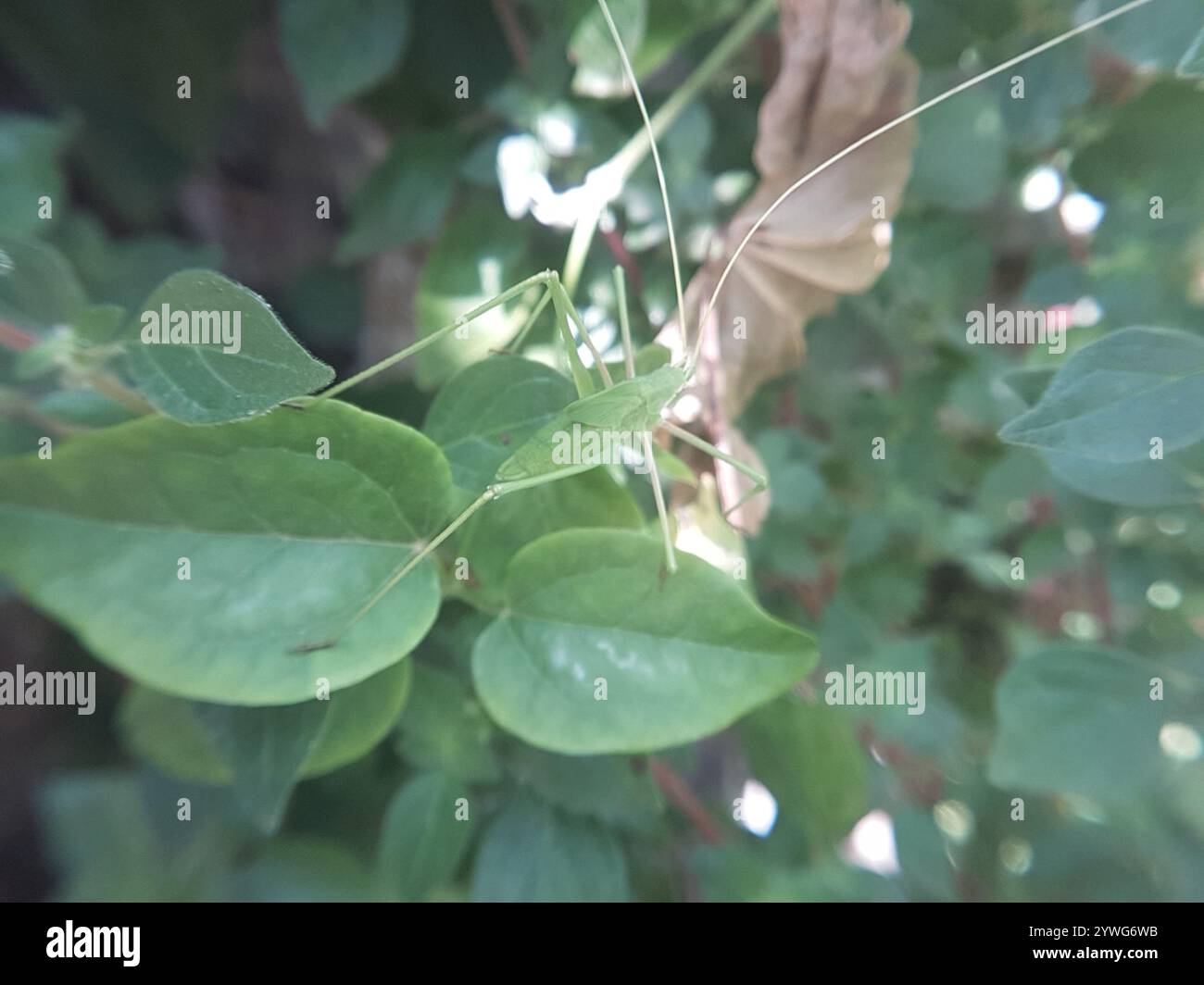 Long legged cricket hi-res stock photography and images - Alamy