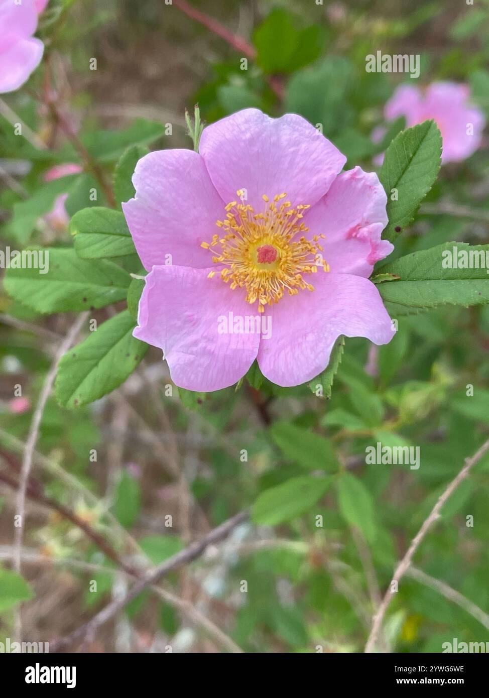 Rosa palustris swamp rose hi-res stock photography and images - Alamy