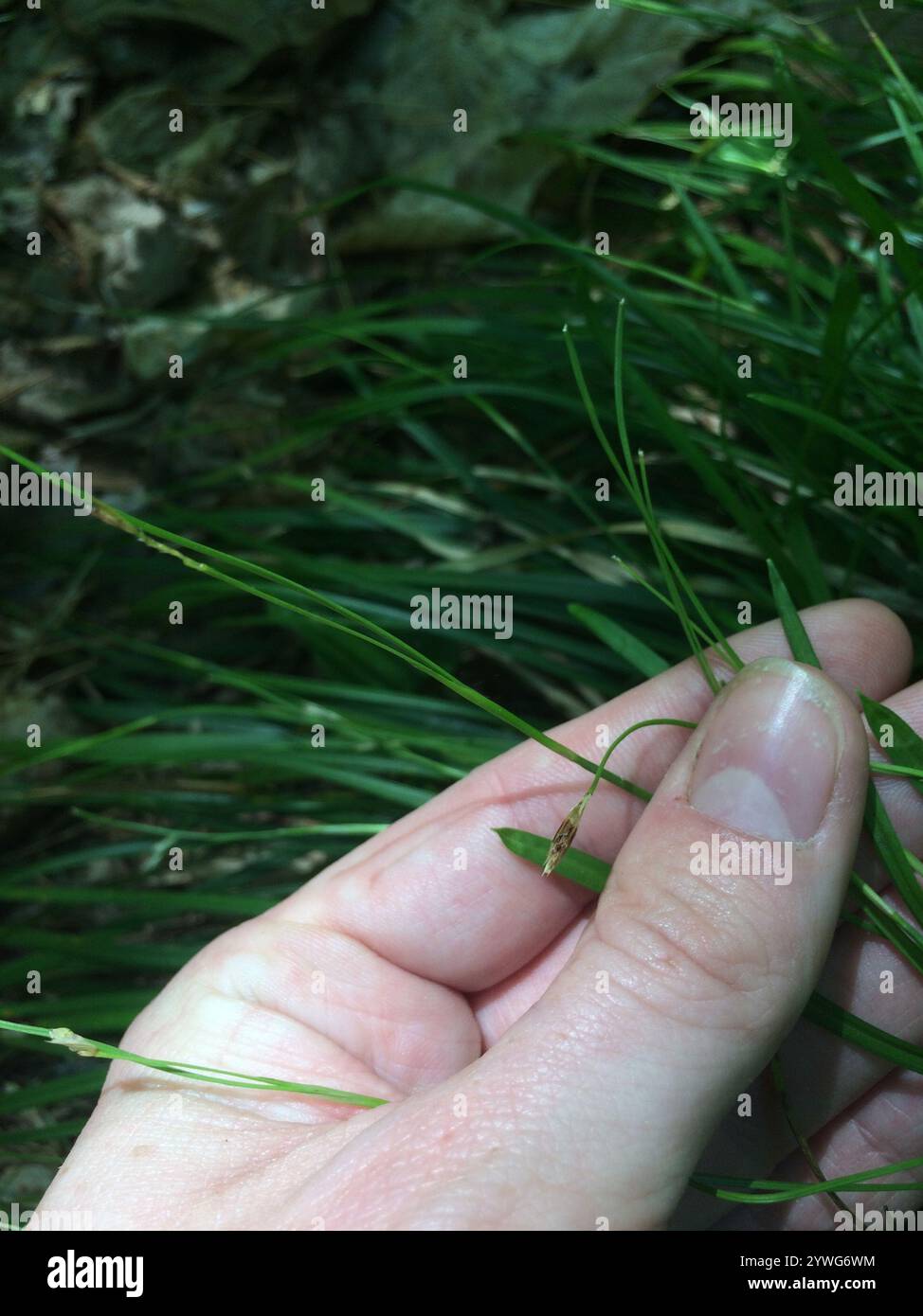 long-stalked sedge (Carex pedunculata Stock Photo - Alamy
