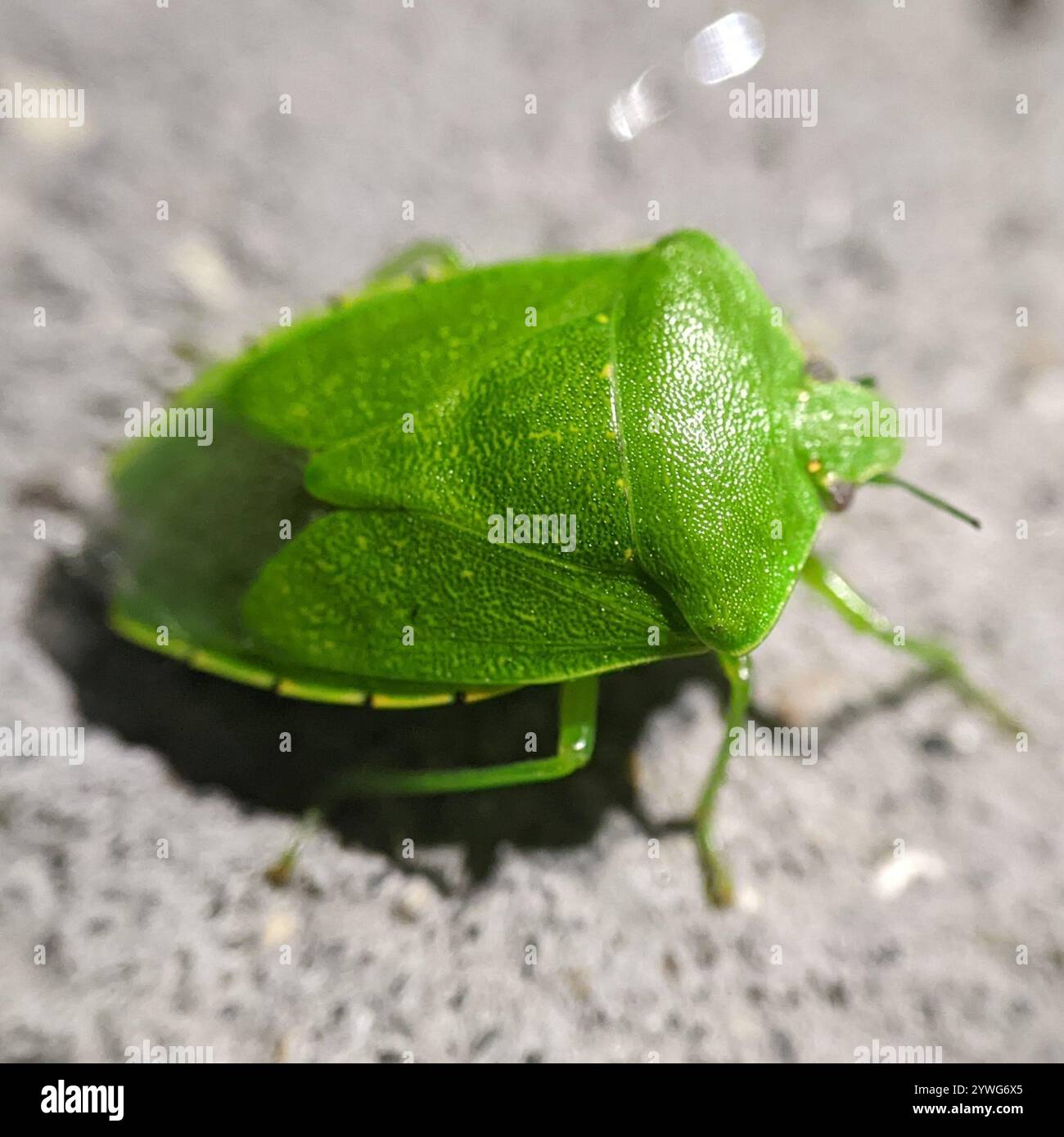 Green Stink Bug (Chinavia hilaris Stock Photo - Alamy
