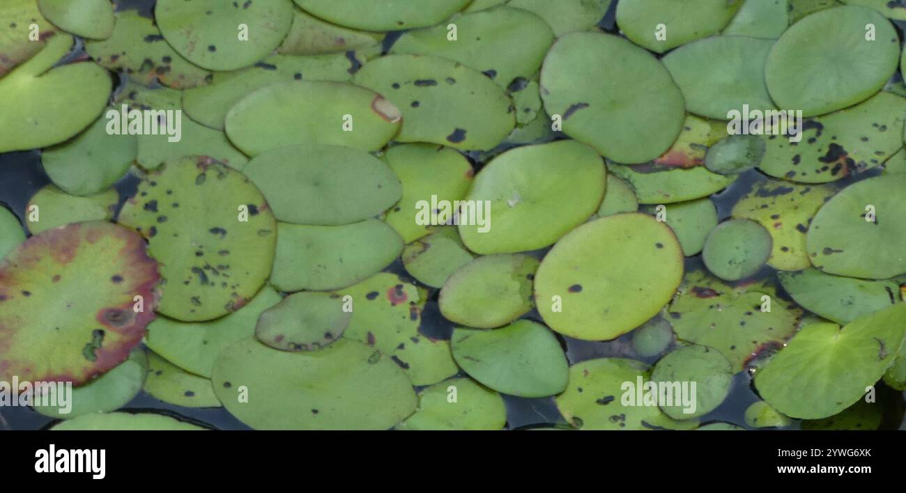 Watershield (Brasenia schreberi Stock Photo - Alamy