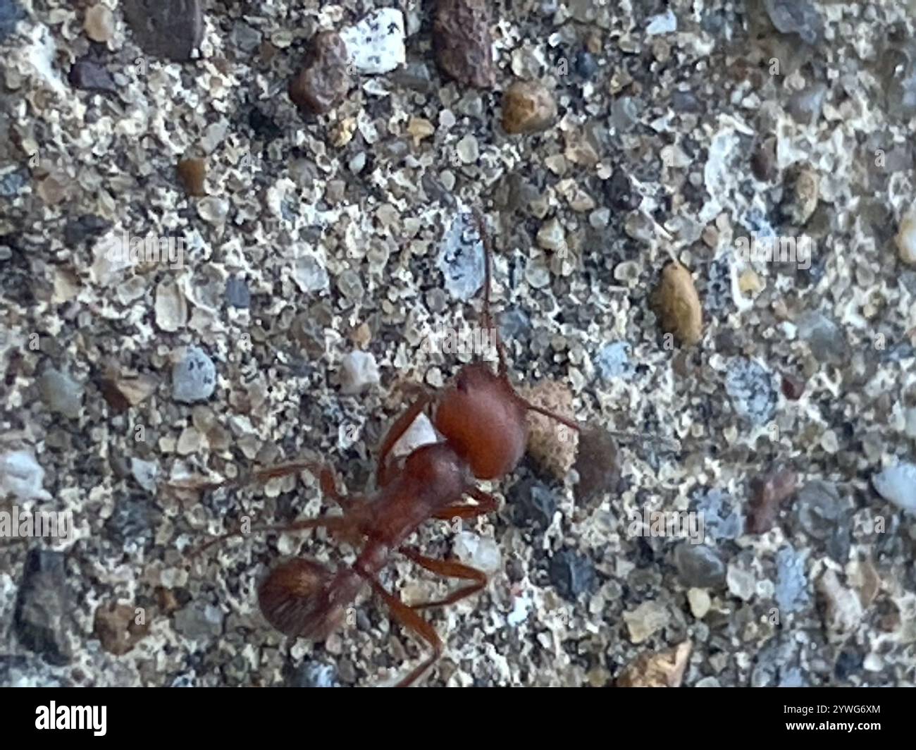Red Harvester Ant (Pogonomyrmex barbatus Stock Photo - Alamy