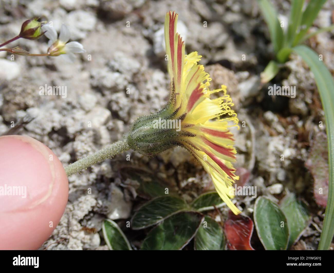 mouse-eared hawkweed (Pilosella officinarum Stock Photo - Alamy