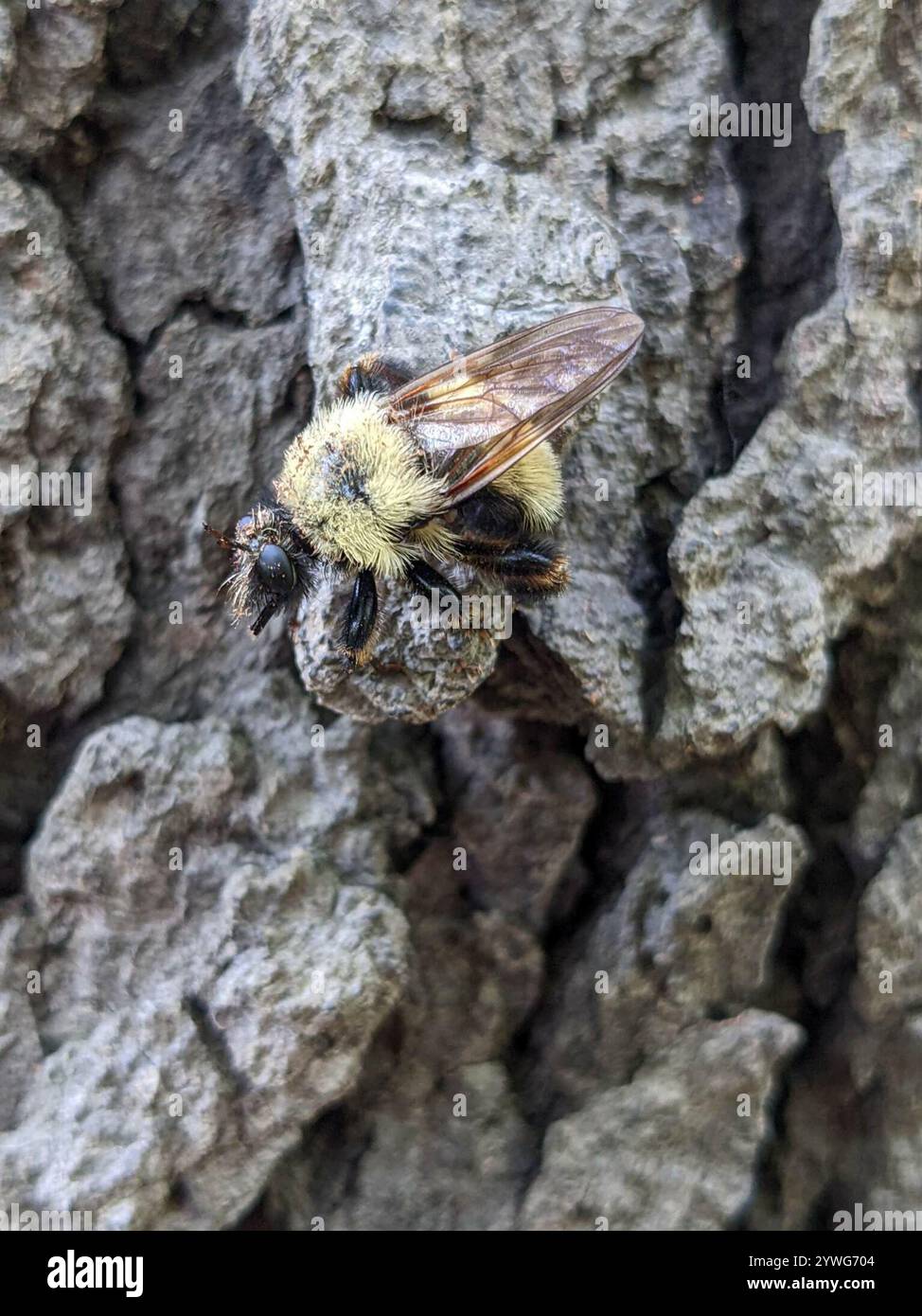 Eastern Yellow-backed Laphria (Laphria thoracica Stock Photo - Alamy