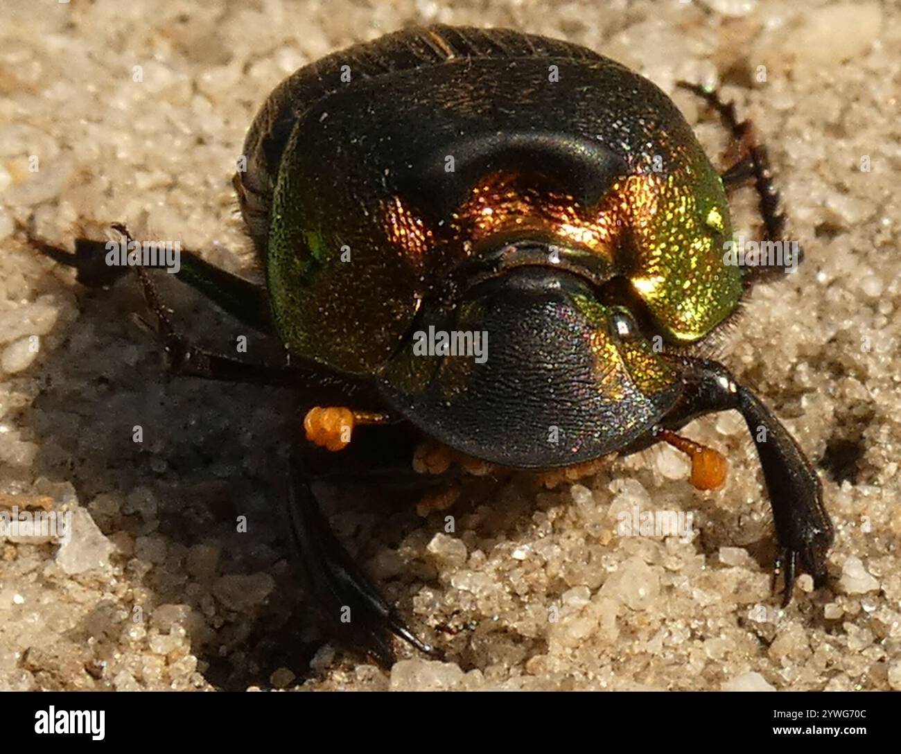 Rainbow Scarab (Phanaeus vindex Stock Photo - Alamy