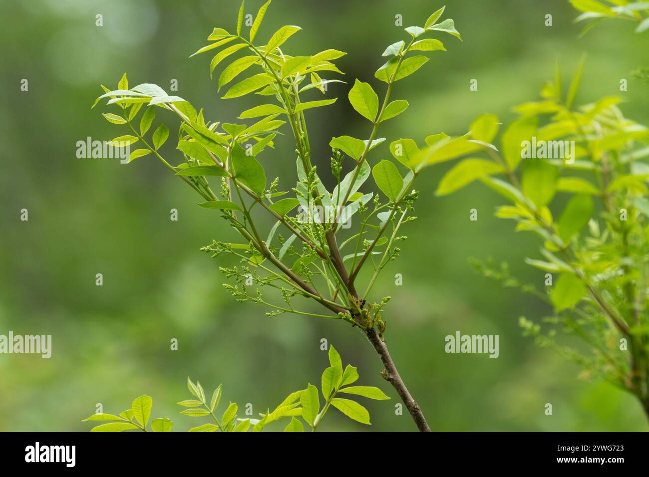 poison sumac (Toxicodendron vernix Stock Photo - Alamy
