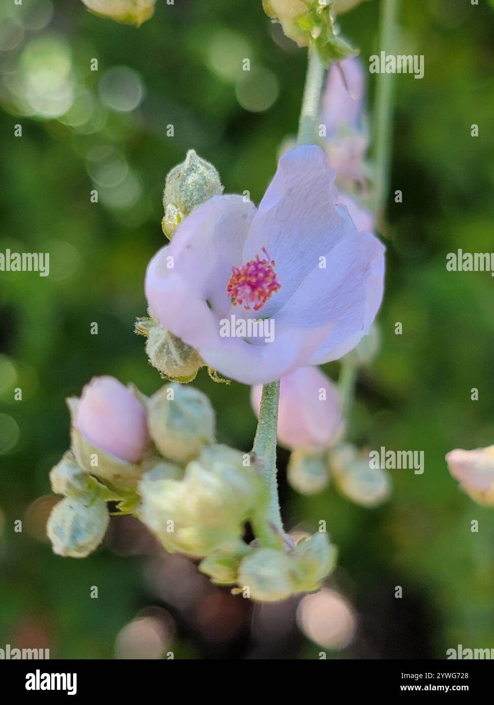 southern coastal bushmallow (Malacothamnus fasciculatus Stock Photo - Alamy