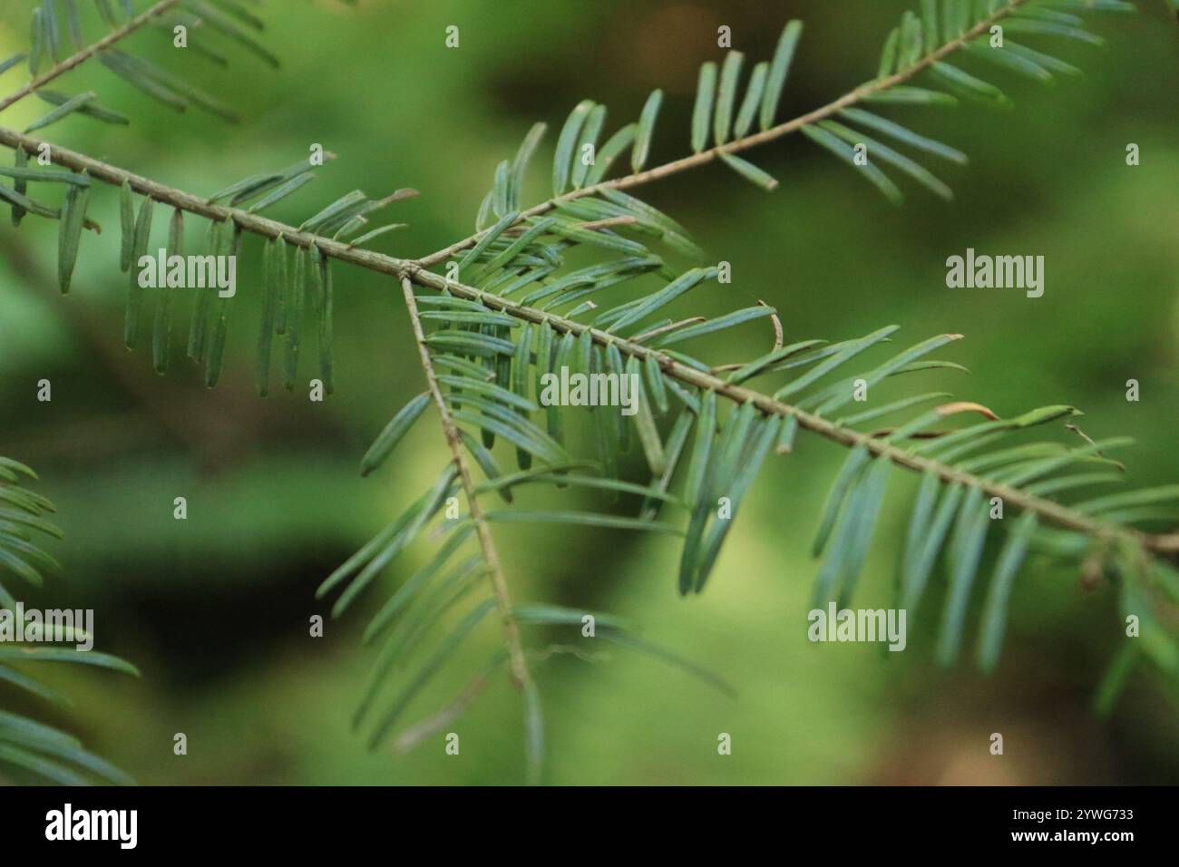 grand fir (Abies grandis Stock Photo - Alamy