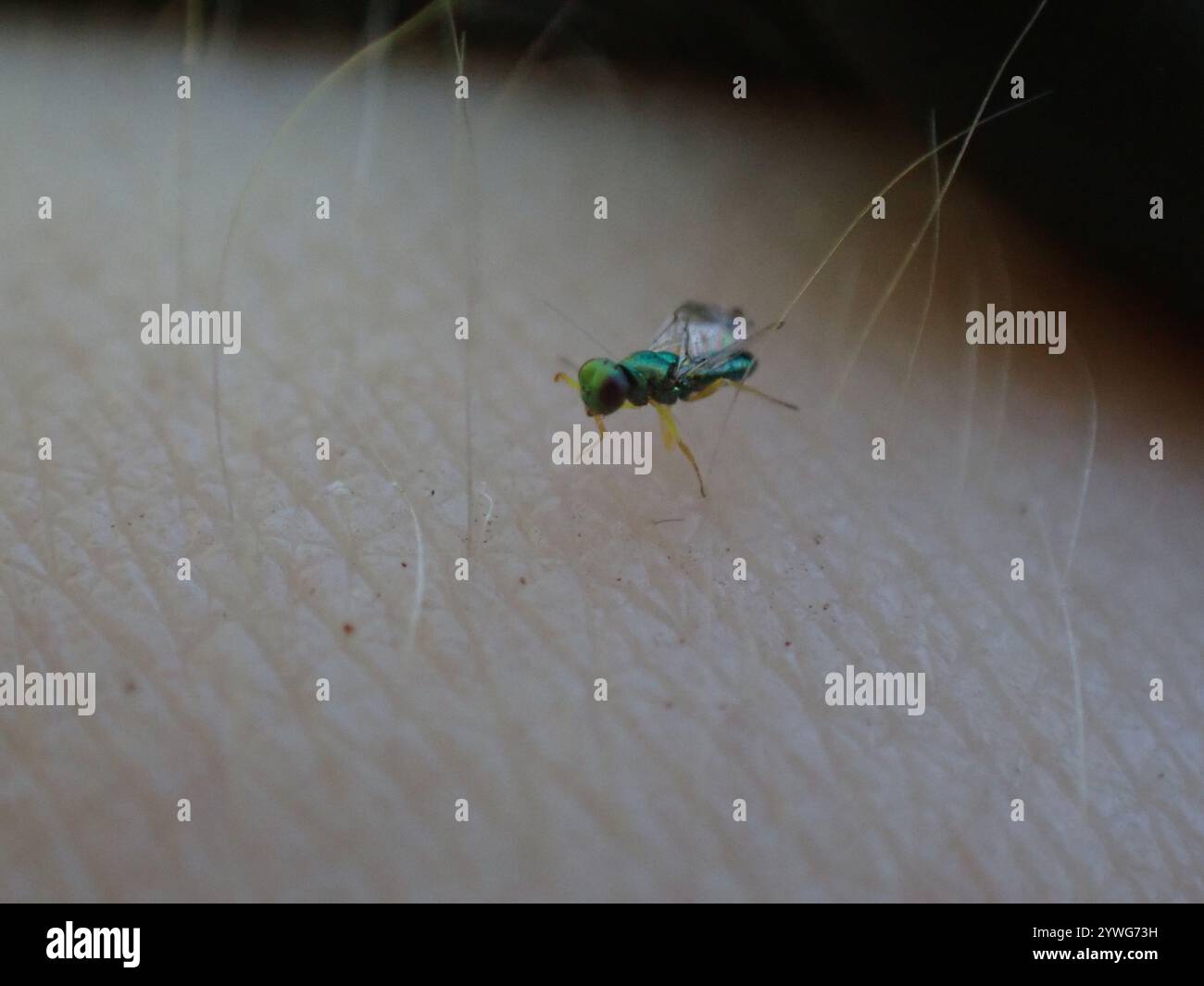 Chalcidoid Wasps (Chalcidoidea Stock Photo - Alamy