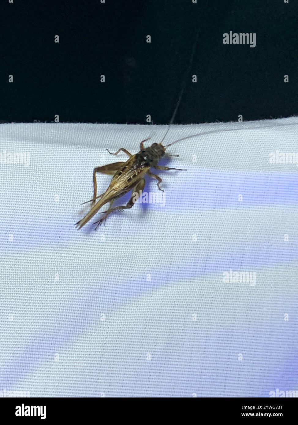 Trigs, Sword-tailed Crickets, and Ground Crickets (Trigonidiidae Stock ...