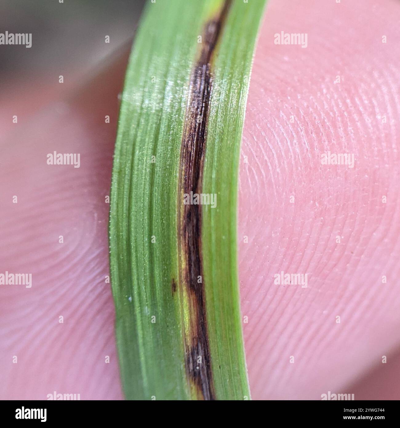 rust fungi (Pucciniales Stock Photo - Alamy