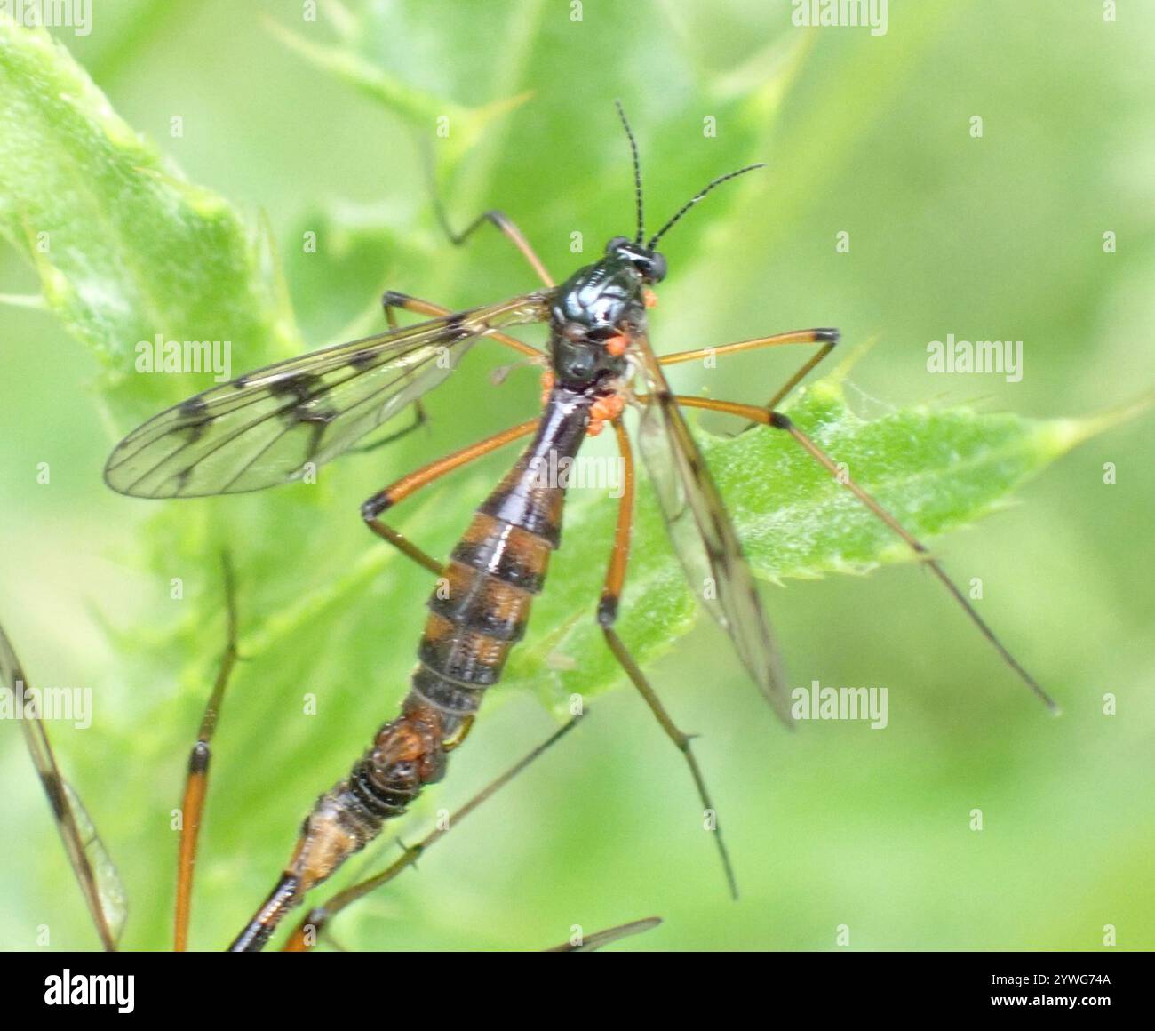 orange-marked cranefly (Ptychoptera contaminata Stock Photo - Alamy
