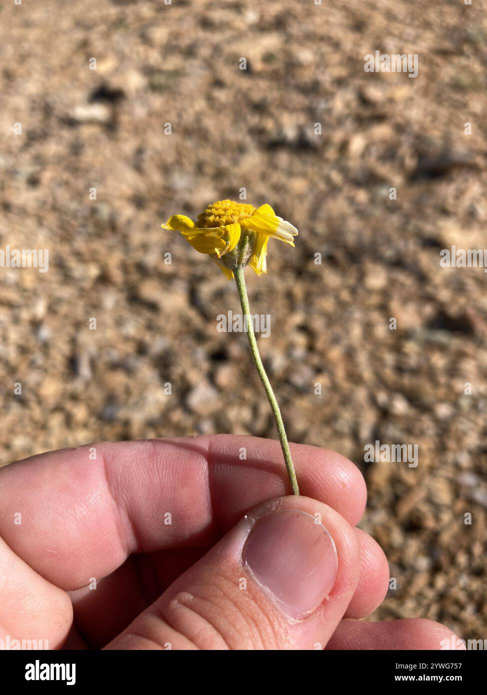Stemmy Four-nerved Daisy (Tetraneuris scaposa Stock Photo - Alamy