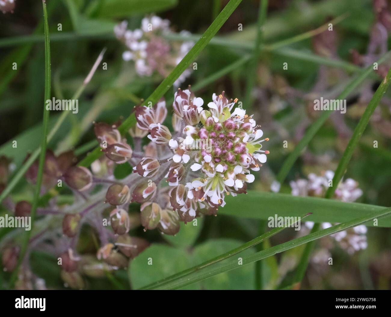 field peppergrass (Lepidium campestre Stock Photo - Alamy