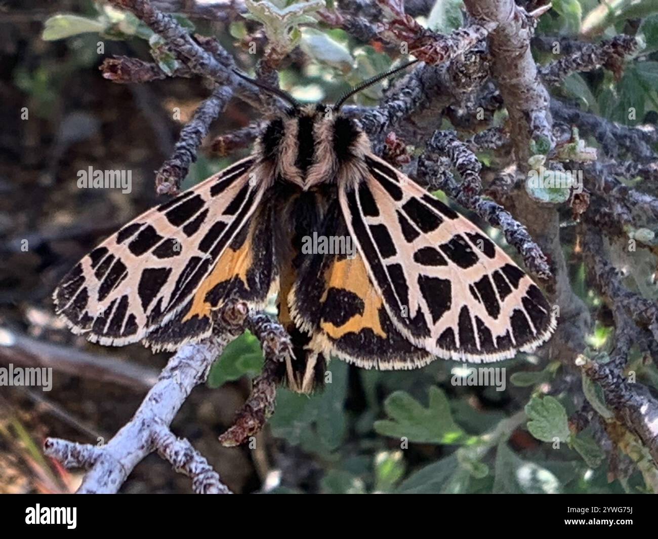 Ornate Tiger Moth (Apantesis ornata Stock Photo - Alamy
