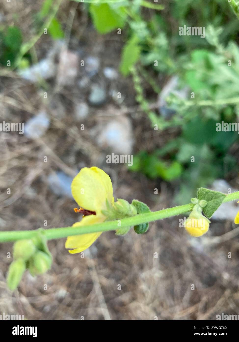 Mullein verbascum sinuatum hi-res stock photography and images - Alamy