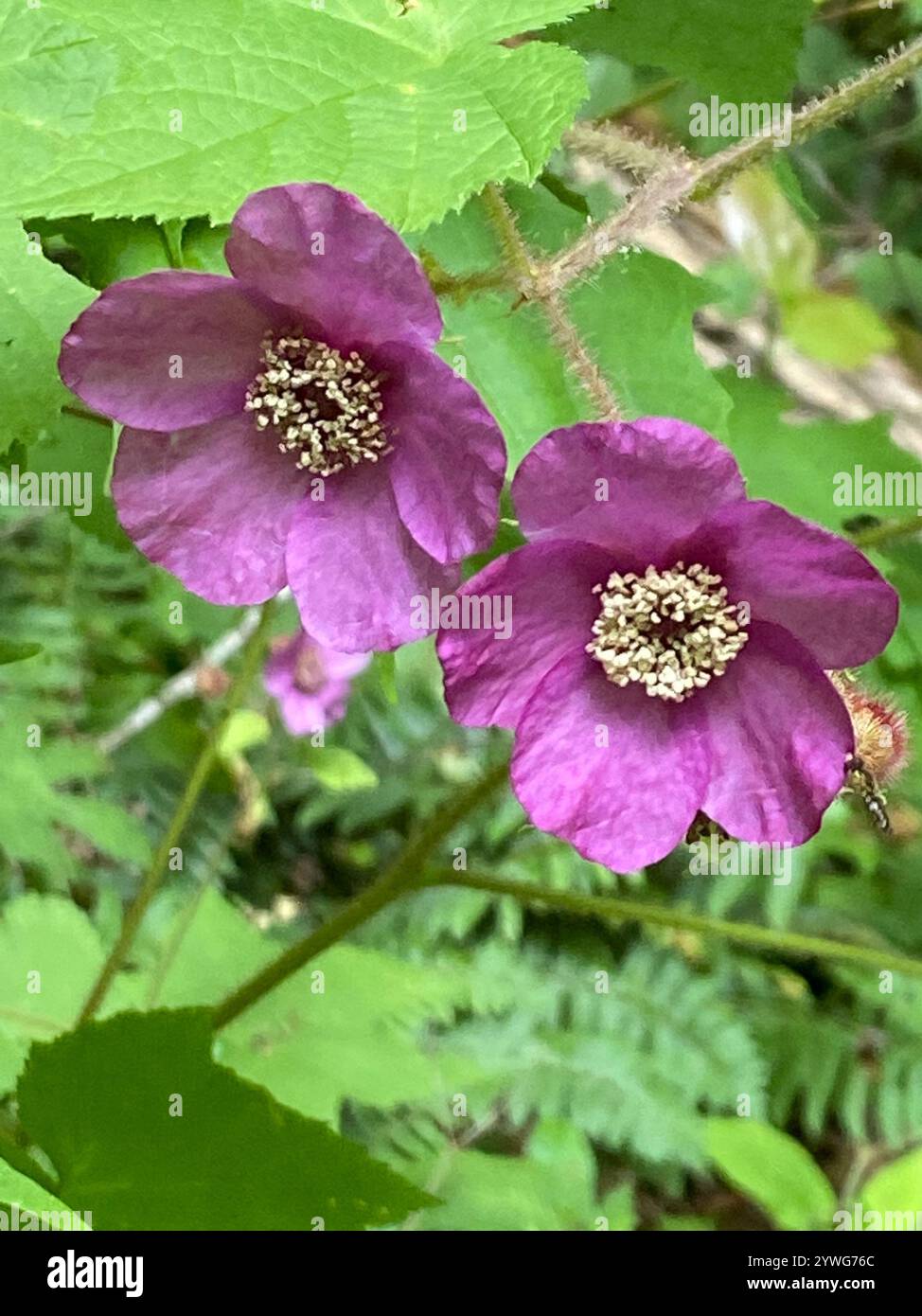 Purple flowered raspberry hi-res stock photography and images - Alamy