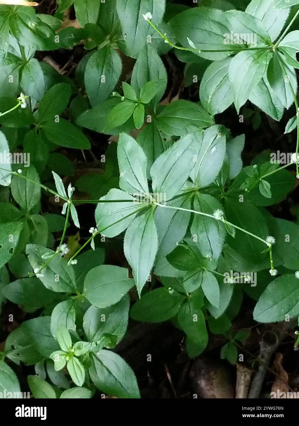 licorice bedstraw (Galium circaezans Stock Photo - Alamy