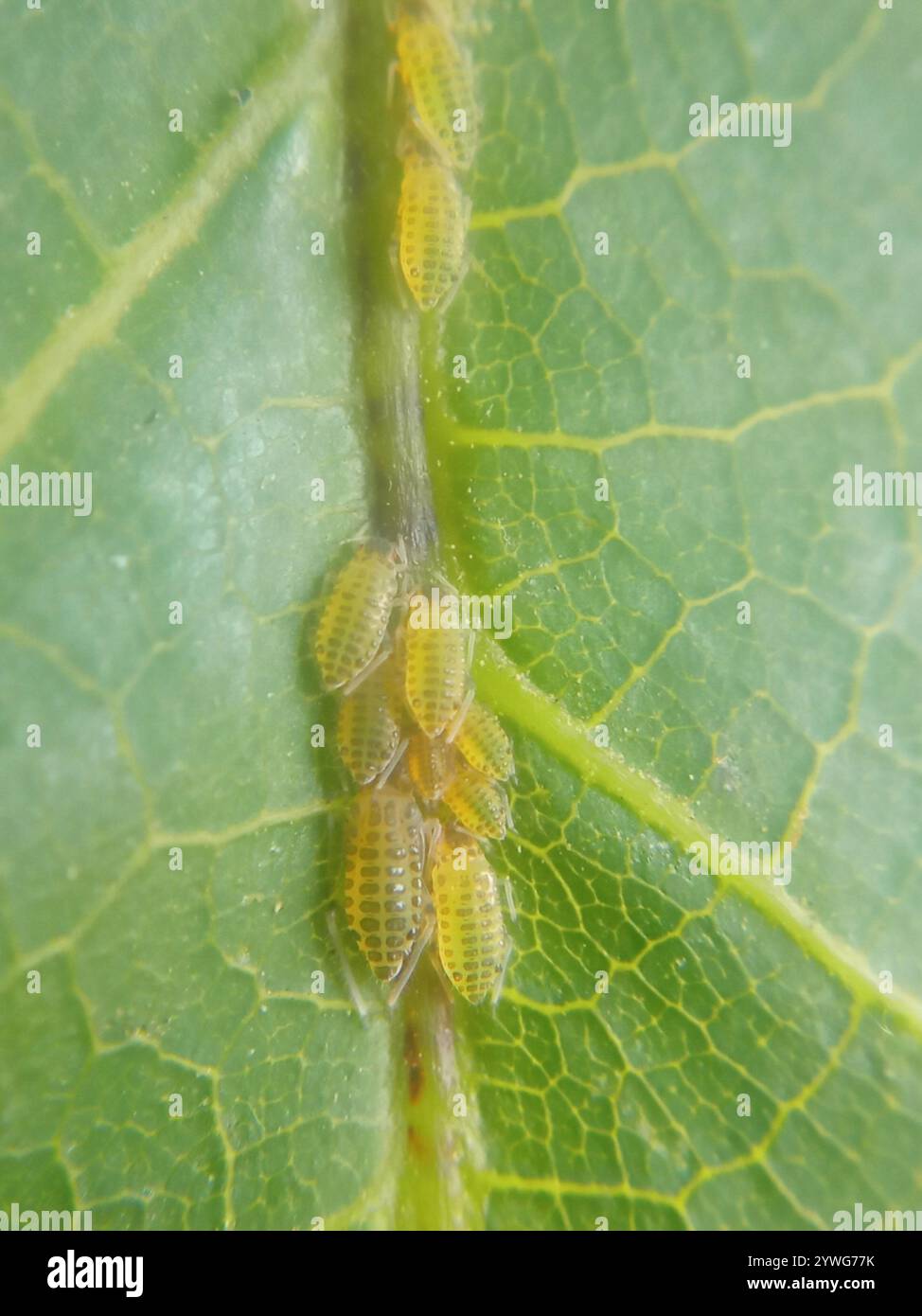 Walnut Aphid (Panaphis juglandis Stock Photo - Alamy
