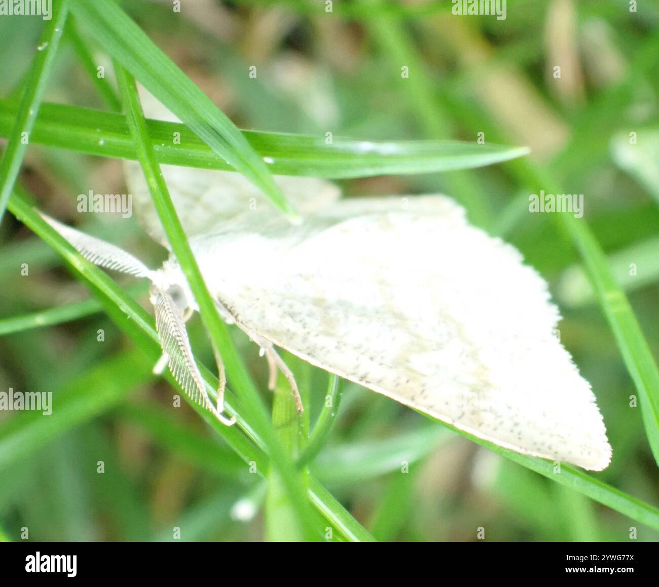 Northern Wave Moth (Cabera exanthemata Stock Photo - Alamy