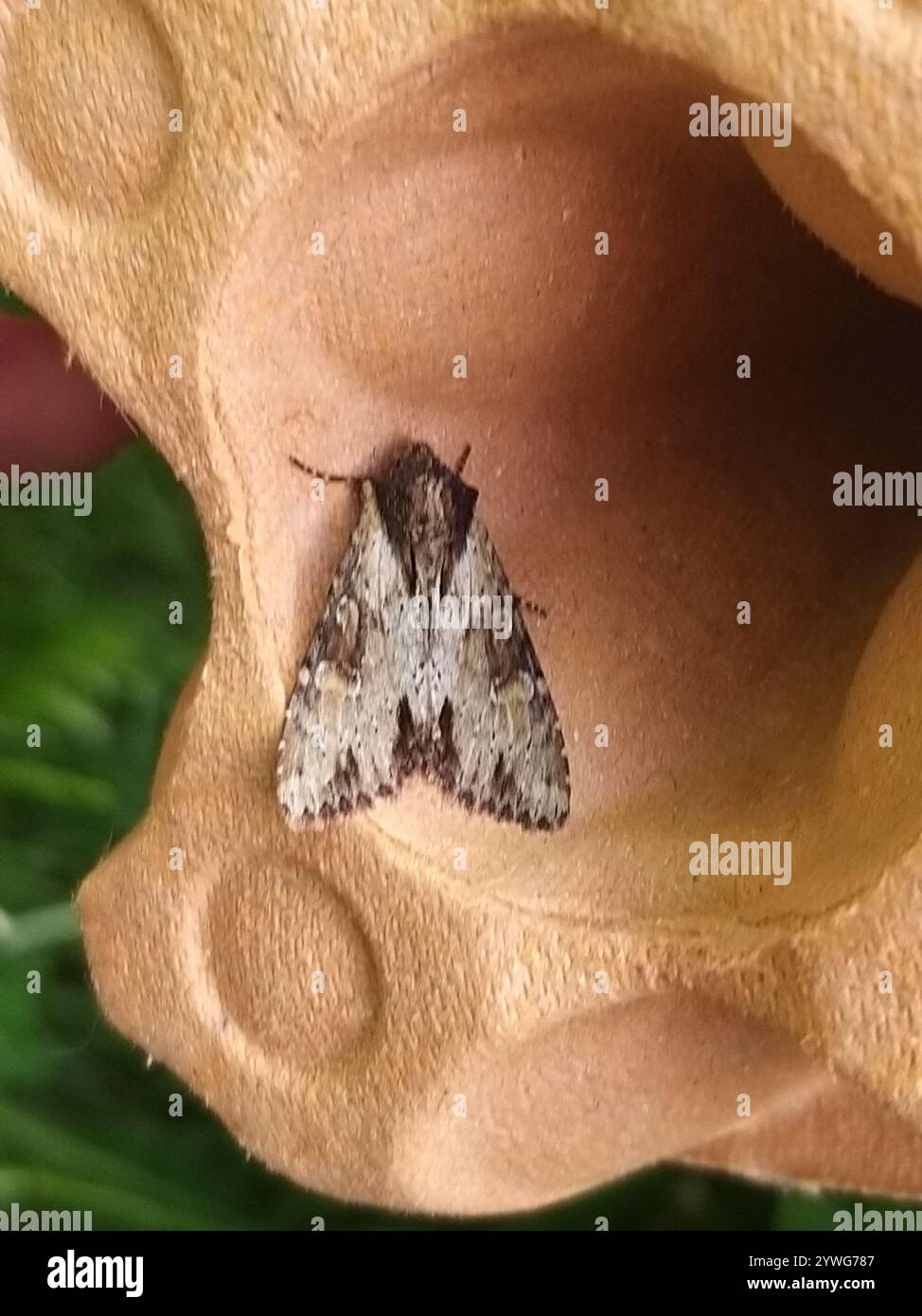 Clouded-bordered Brindle (Apamea crenata Stock Photo - Alamy