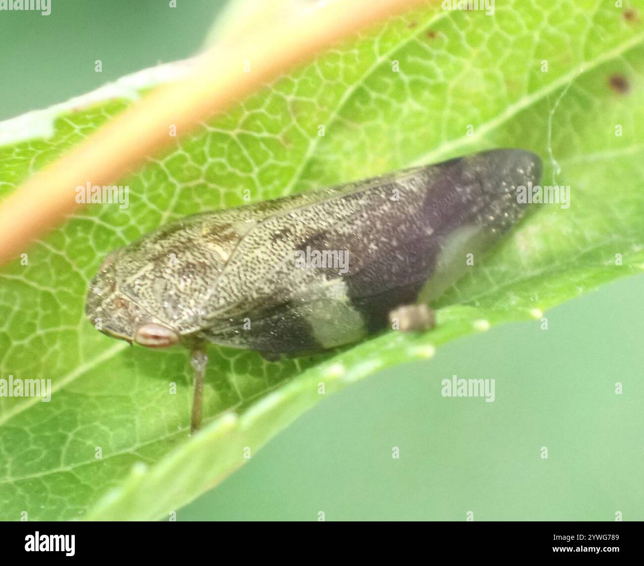 Alder Spittlebug (Aphrophora alni Stock Photo - Alamy