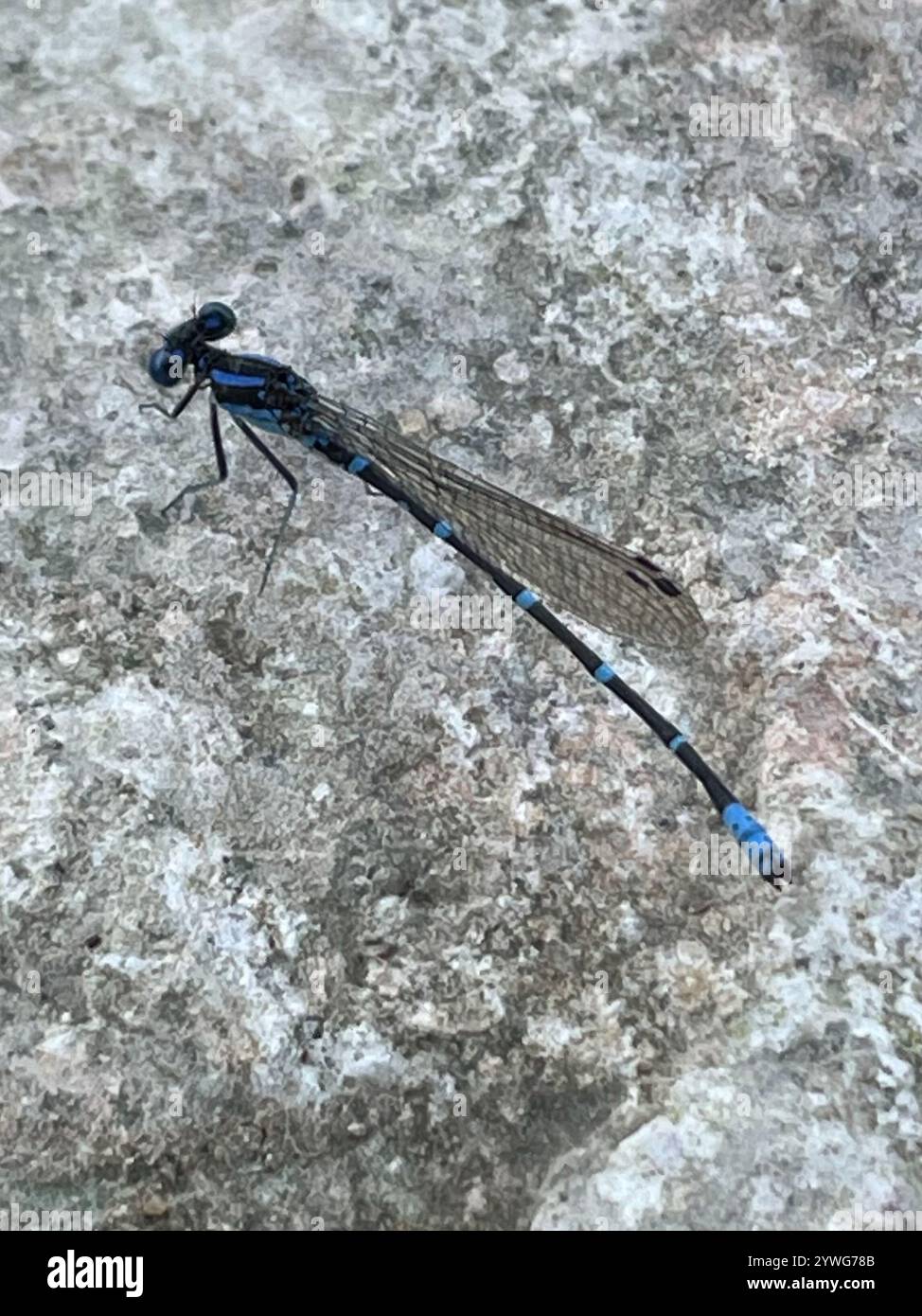 Blue-ringed Dancer (Argia sedula Stock Photo - Alamy