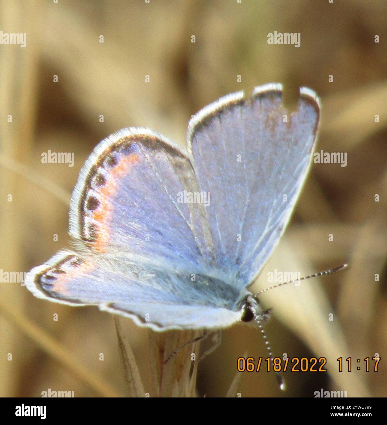 Acmon Blue (Icaricia acmon Stock Photo - Alamy