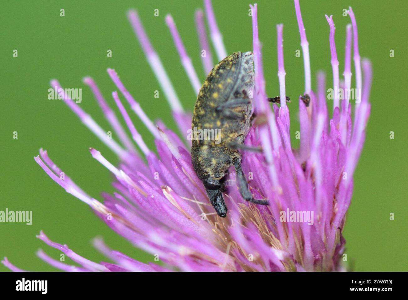 Turbine Cylindrical Weevil (Larinus turbinatus Stock Photo - Alamy