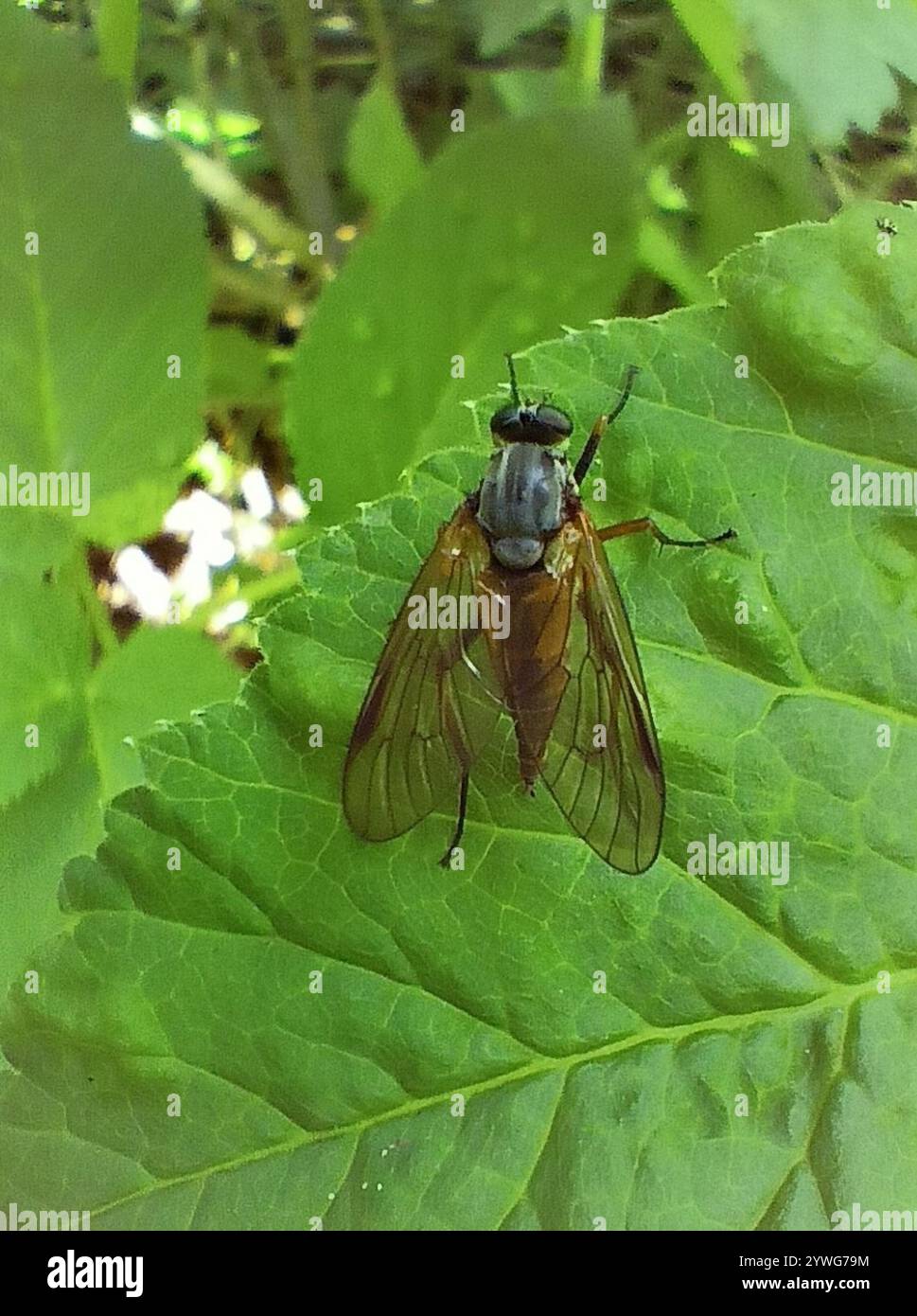 Large Fleck-winged Snipefly (Rhagio notatus Stock Photo - Alamy