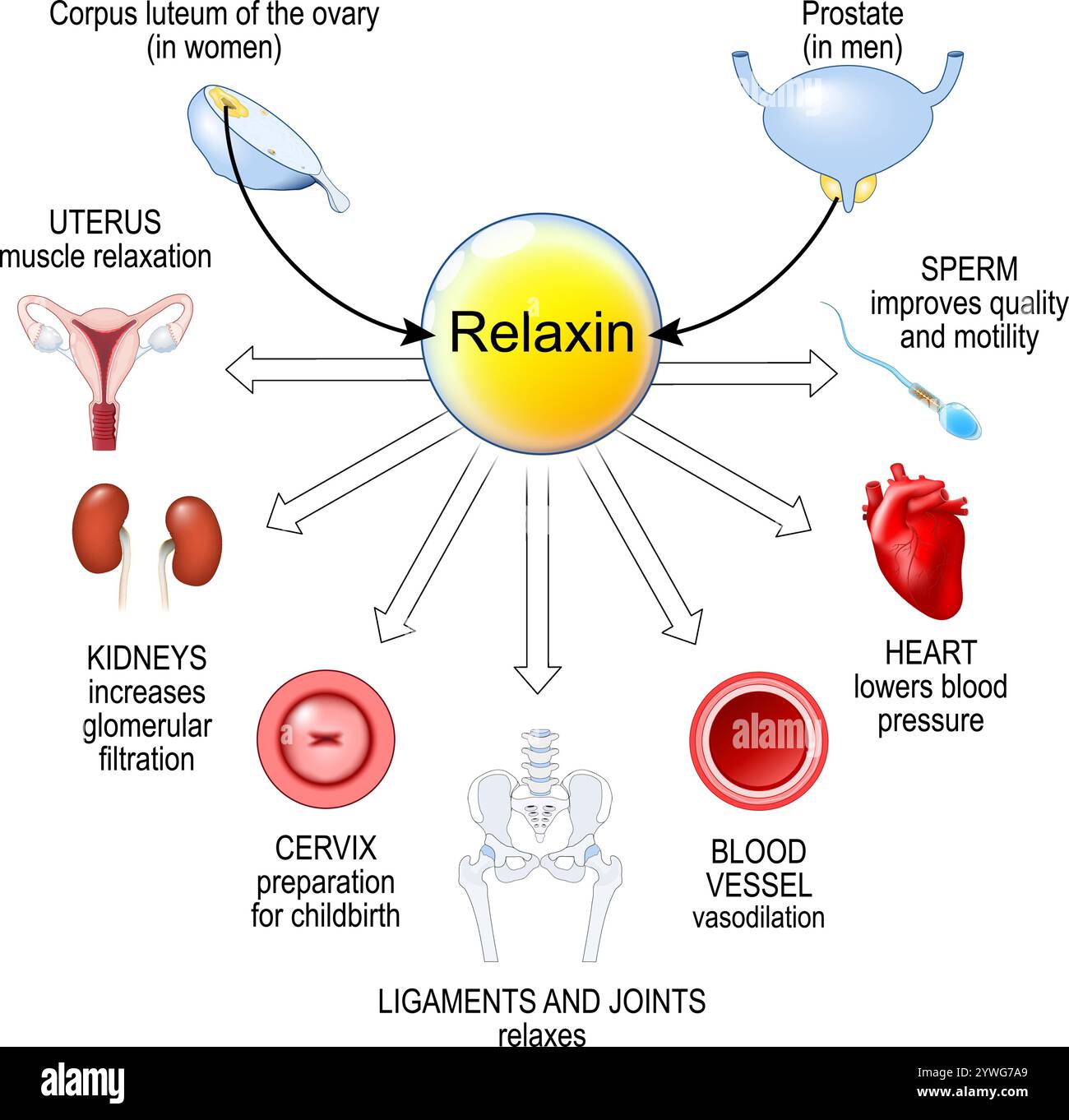 Male reproductive tissue Stock Vector Images - Alamy