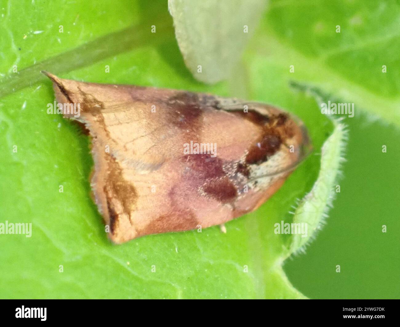 Large Fruit-tree Tortrix (Archips podana Stock Photo - Alamy