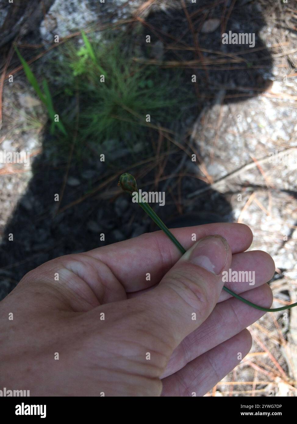 Bog Yellow-eyed Grass (Xyris difformis Stock Photo - Alamy