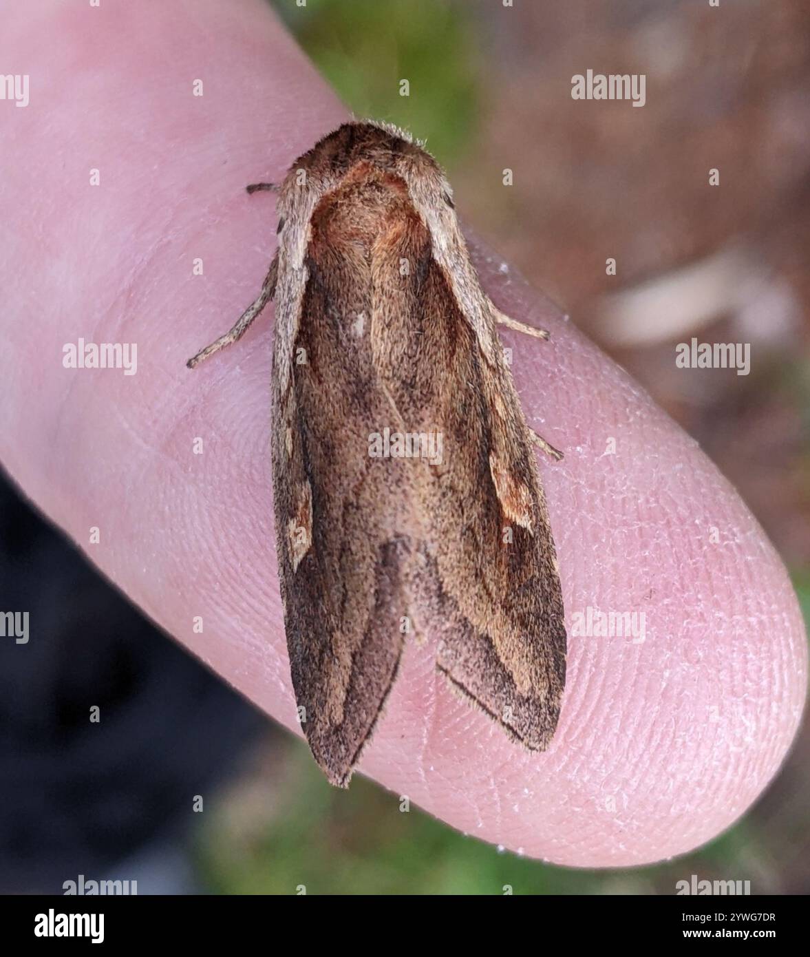 Cattail Borer Moth (Bellura obliqua Stock Photo - Alamy