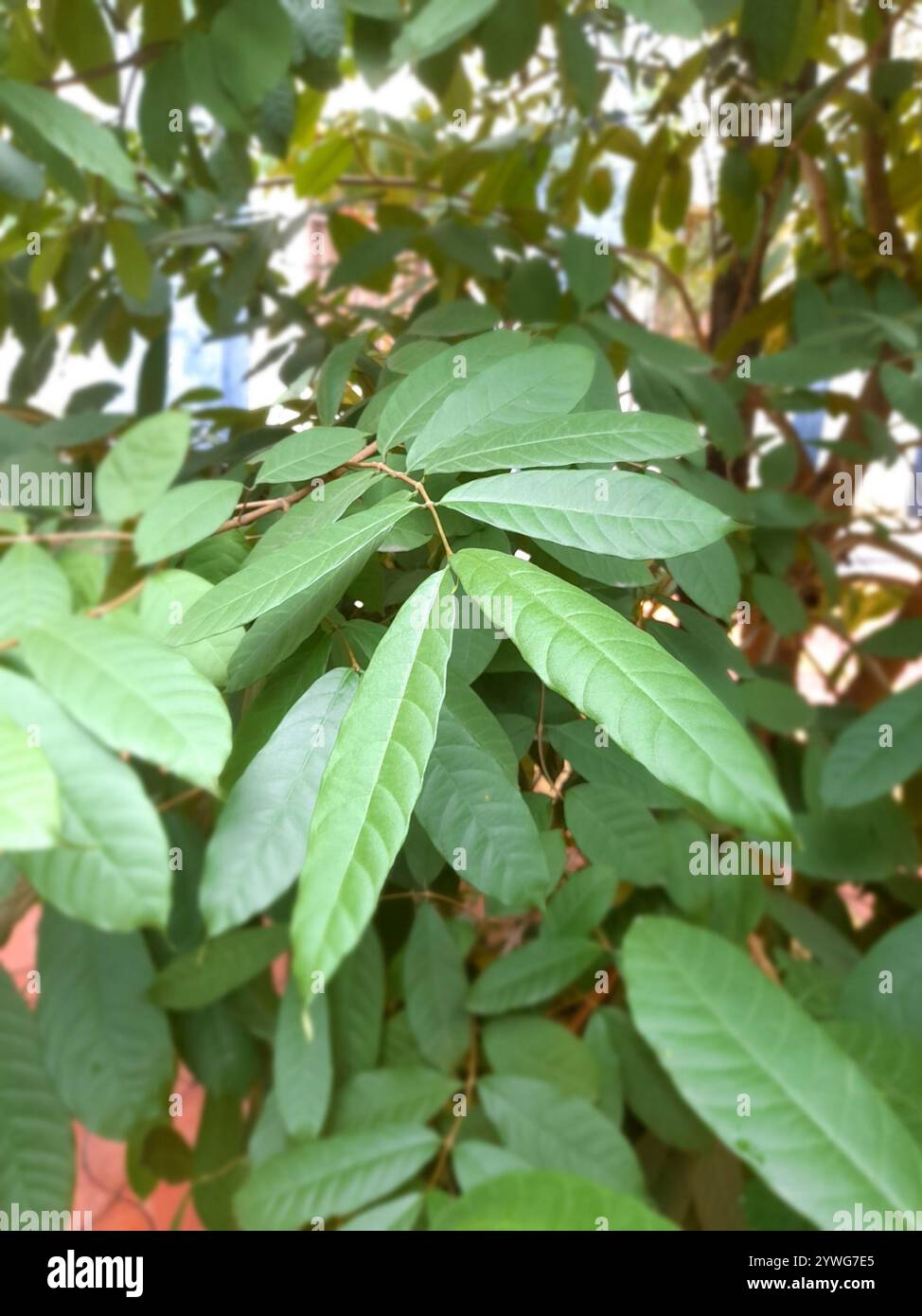 Jaundice curative tree (Wrightia tinctoria Stock Photo - Alamy