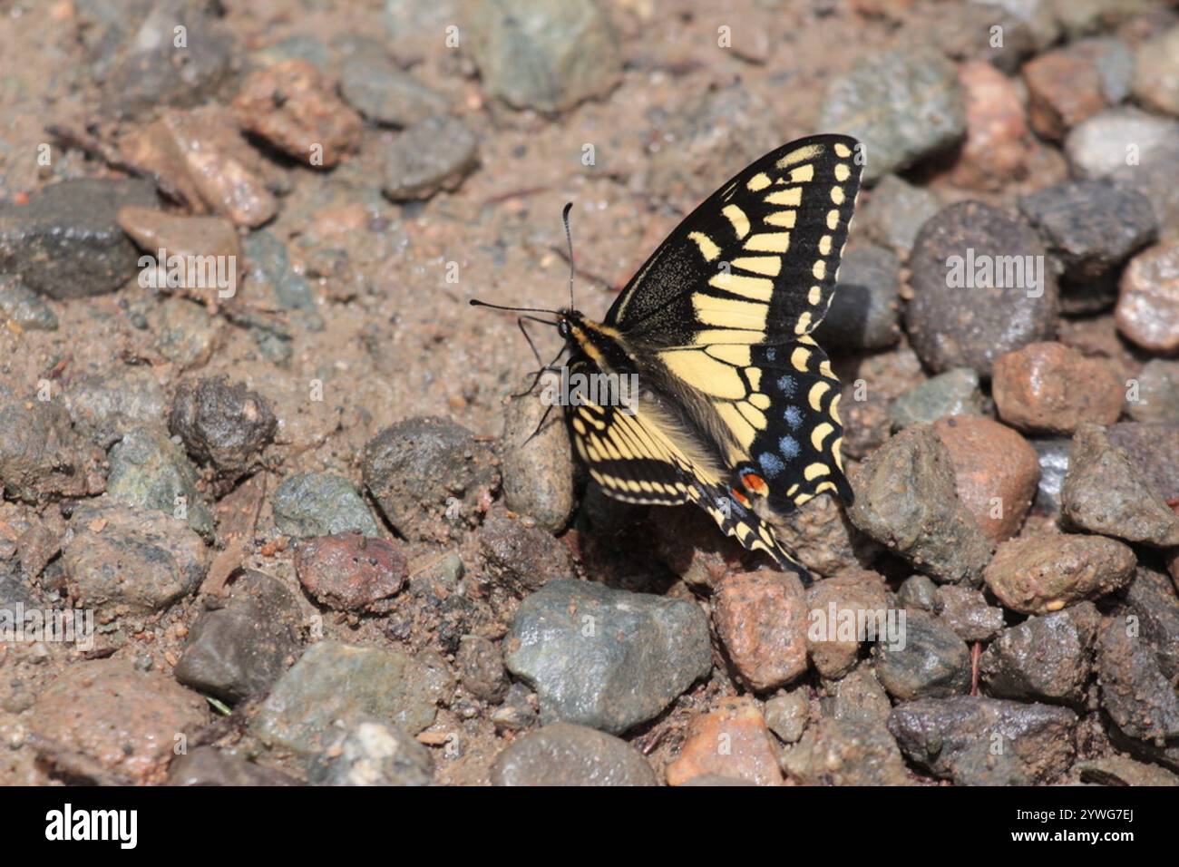Anise Swallowtail (Papilio zelicaon Stock Photo - Alamy
