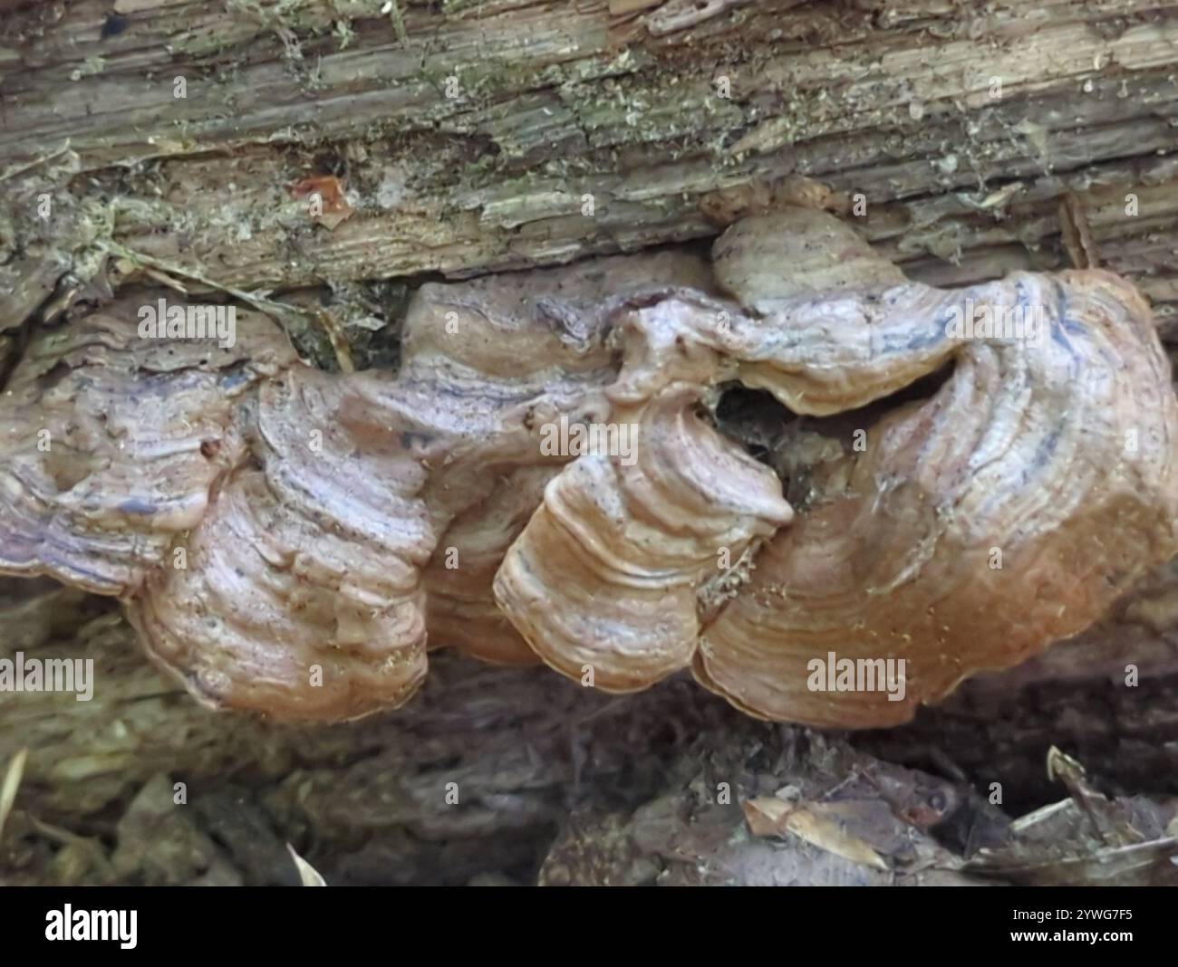 Oak curtain crust fungus hi-res stock photography and images - Alamy