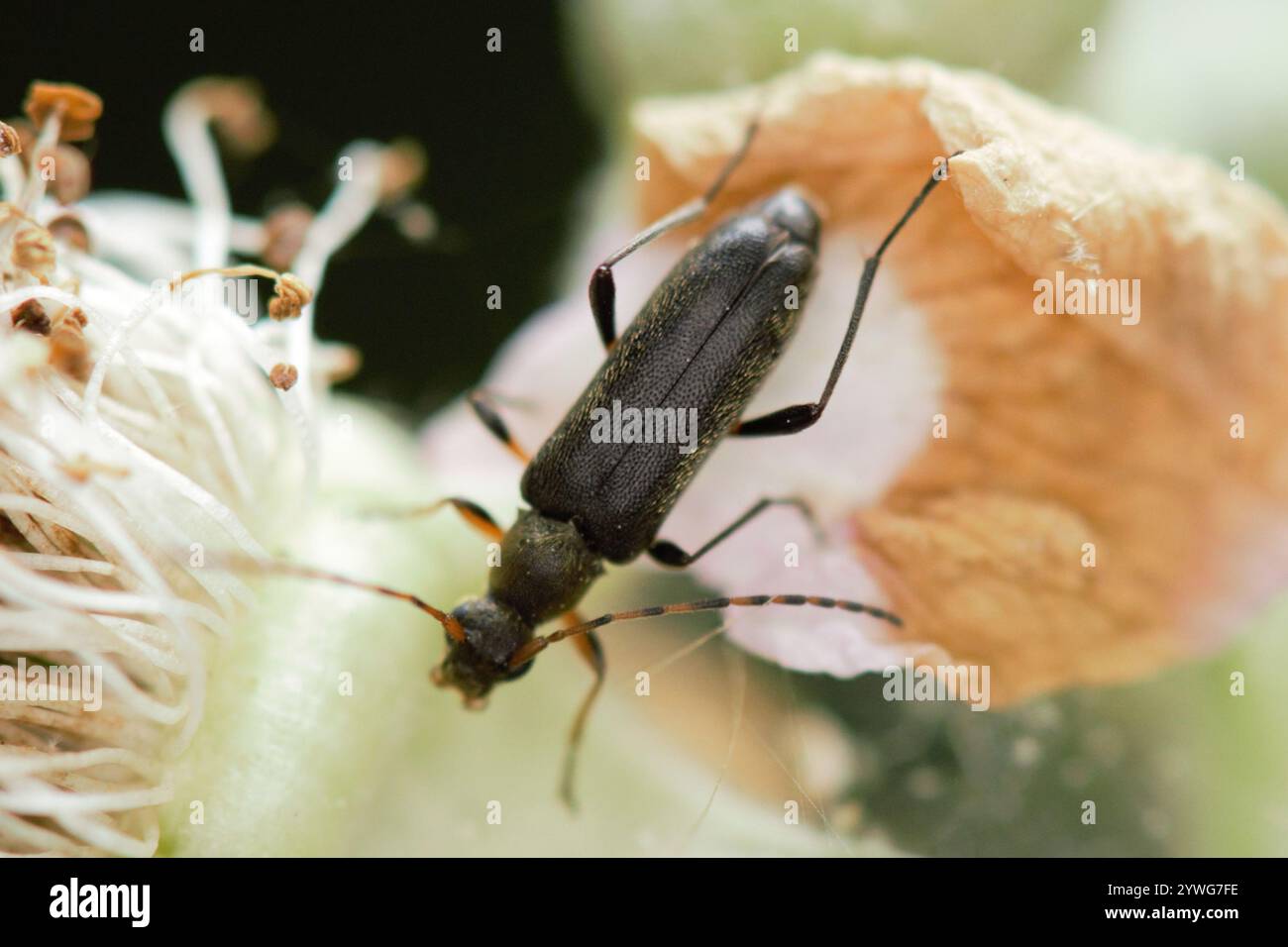 common grammoptera (Grammoptera ruficornis Stock Photo - Alamy