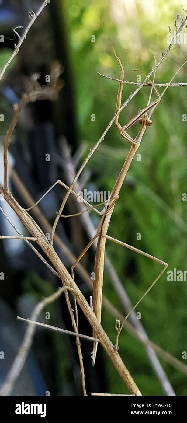 Northern Grass Mantis (Brunneria borealis Stock Photo - Alamy