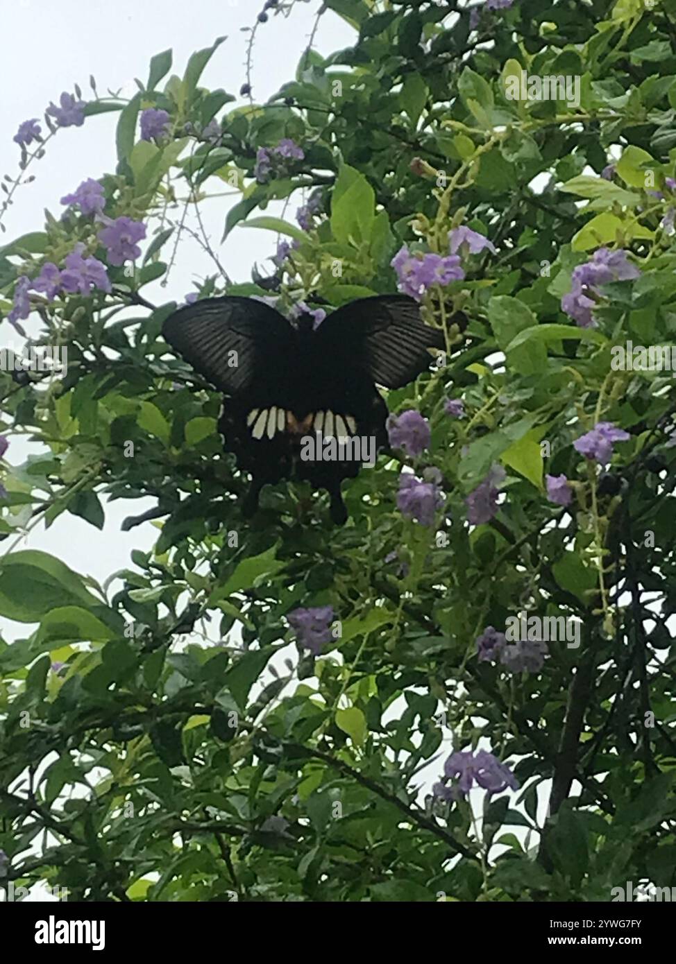 Common Mormon Swallowtail (Papilio polytes Stock Photo - Alamy