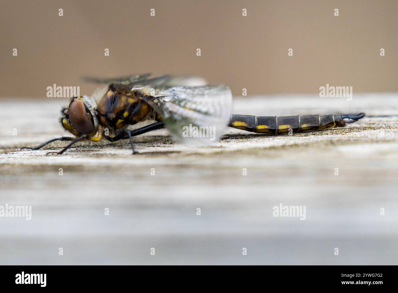 Spinigera hi-res stock photography and images - Alamy