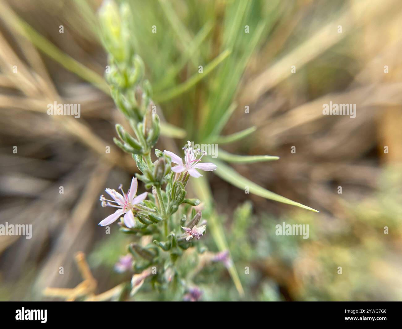 Alkali Heath (Frankenia salina Stock Photo - Alamy
