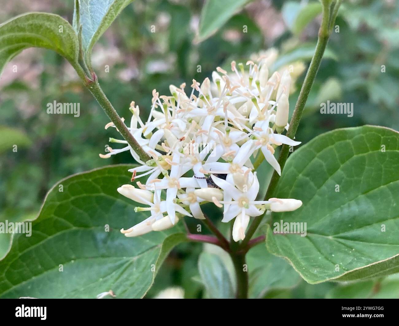 (Cornus sanguinea sanguinea Stock Photo - Alamy