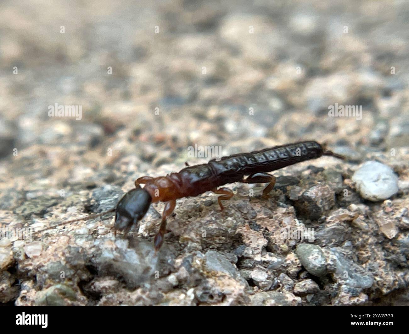 Embioptera hi-res stock photography and images - Alamy