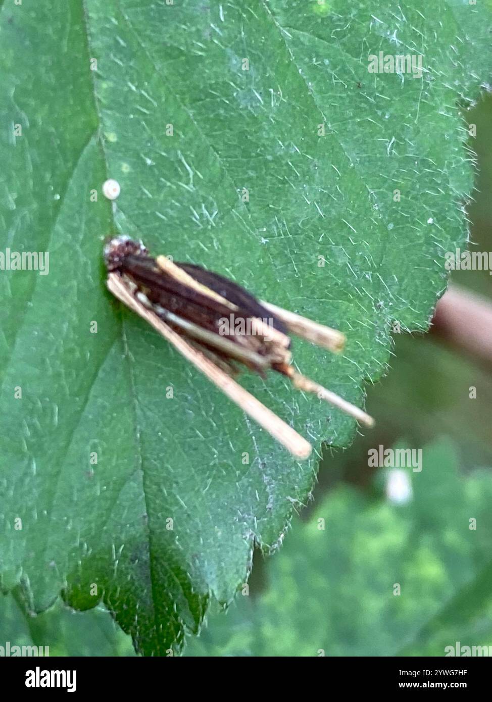 Common Bagworm Moth (Psyche casta Stock Photo - Alamy