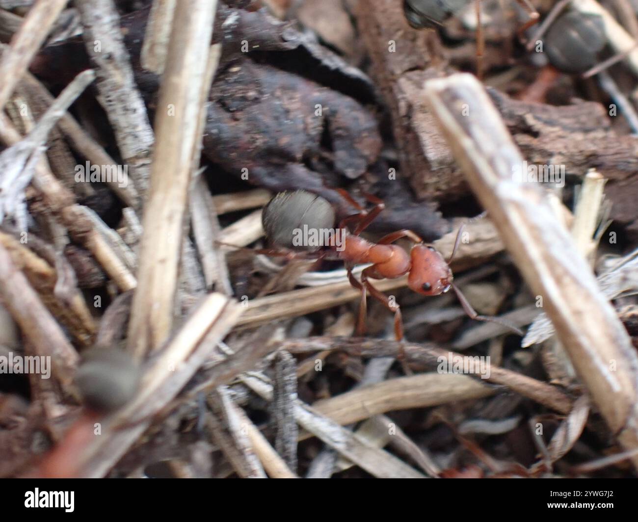 Wood, Mound, and Field Ants (Formica Stock Photo - Alamy