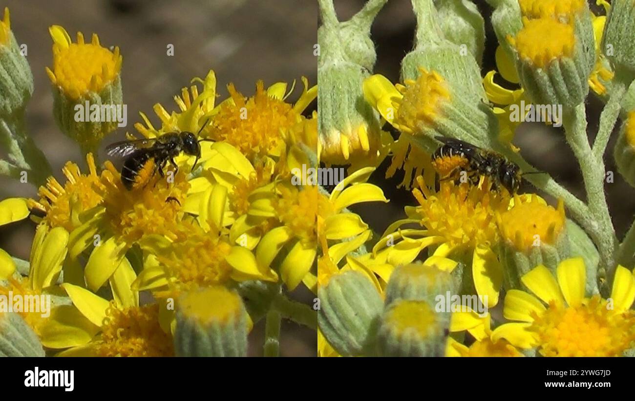Armored-Resin bees (Heriades Stock Photo - Alamy
